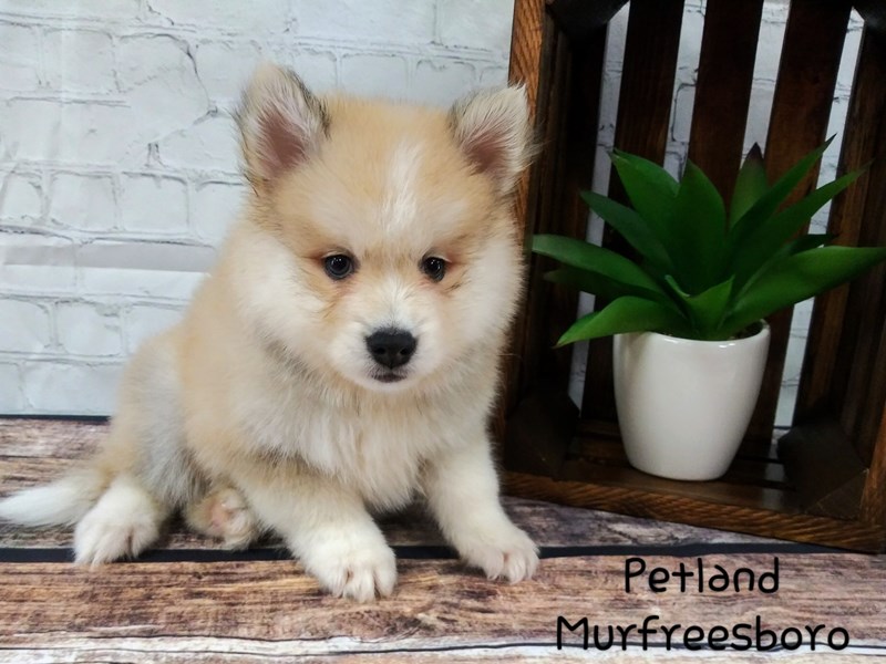 Pomsky Puppy RED WHITE ID:80 Located at Petland Murfreesboro, Tennessee
