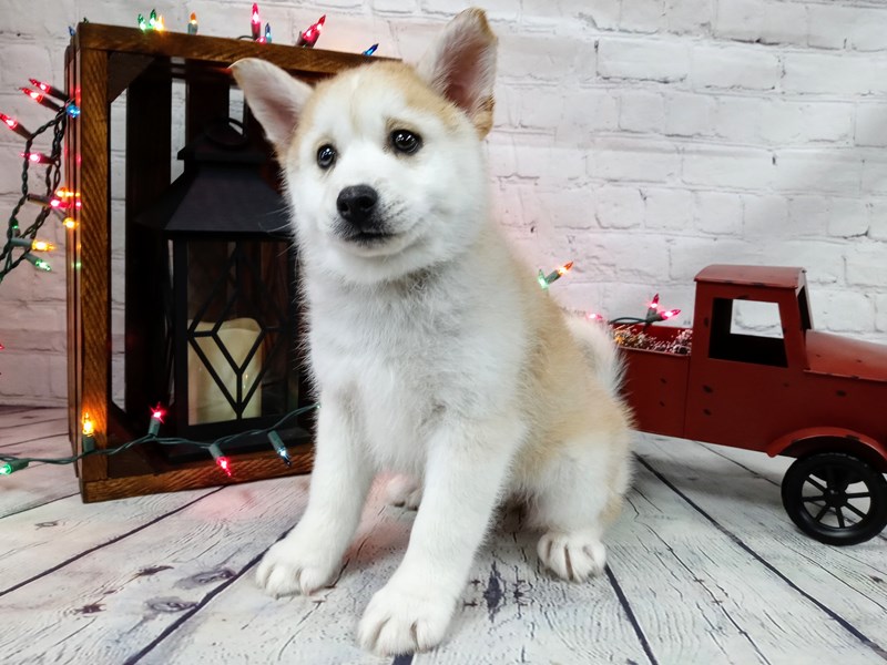 Pomsky Puppy White / Cream ID:510 Located at Petland Murfreesboro ...