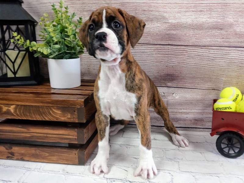 Boxer Puppies - Petland Murfreesboro, Tennessee