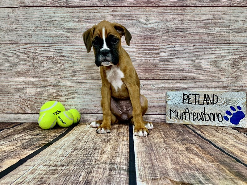 Boxer-DOG-Female-Fawn-3278253-Petland Murfreesboro, Tennessee