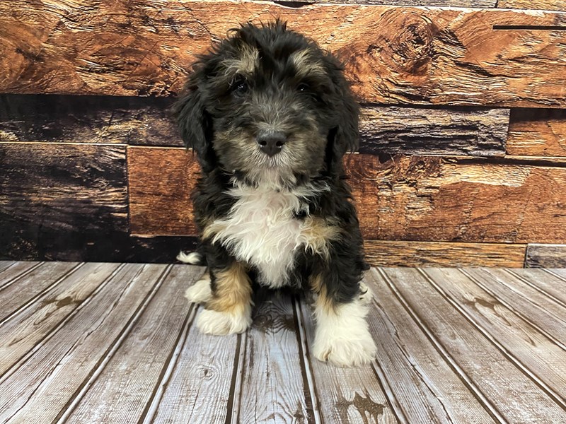 Miniature Bernedoodle Puppies - Petland Murfreesboro, Tennessee