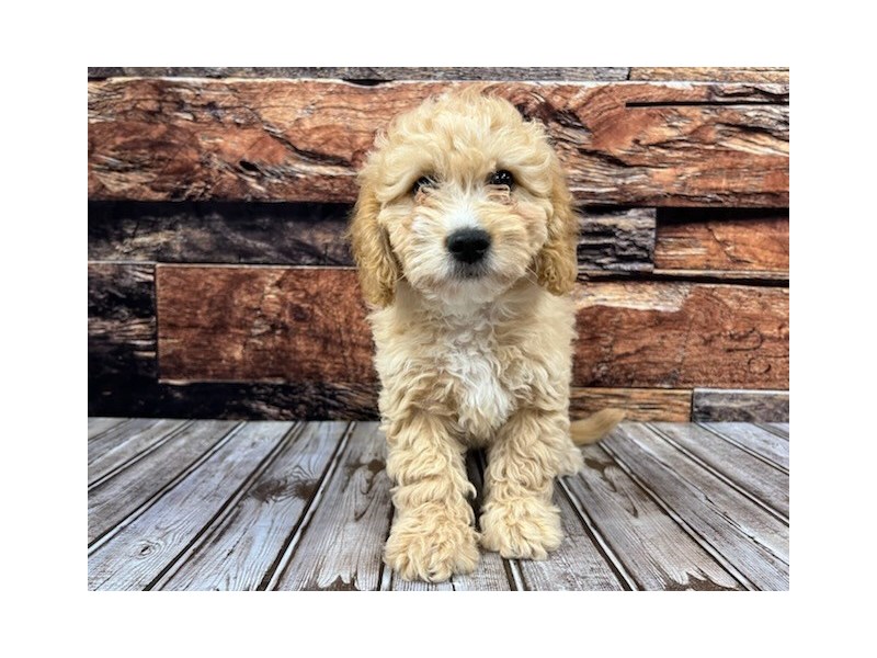 Miniature Goldendoodle Puppy Light Golden ID:1296 Located at Petland ...