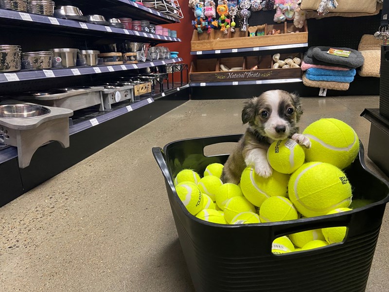 Havanese Puppy Gold ID:1417 Located at Petland Murfreesboro, Tennessee