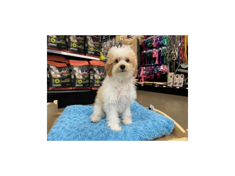 Cavapoo Puppy White / Apricot ID:1470 Located at Petland Murfreesboro ...