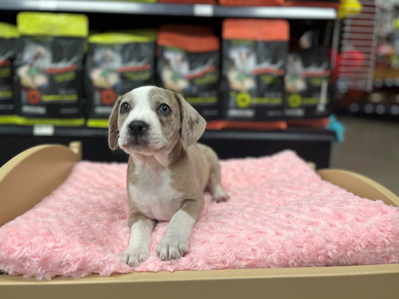 Boggle Puppies - Petland Murfreesboro, Tennessee