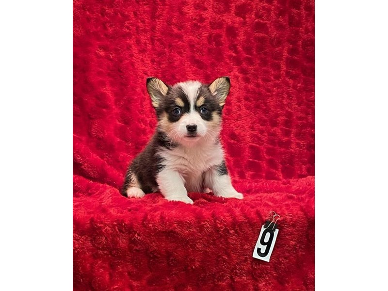 Pembroke Welsh Corgi Small Animal Black White / Tan ID:1653 Located at ...