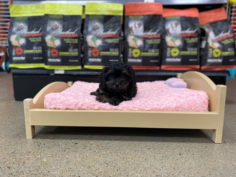 Cavapoo-DOG-Female-Black and Apricot-3895728-Petland Murfreesboro
