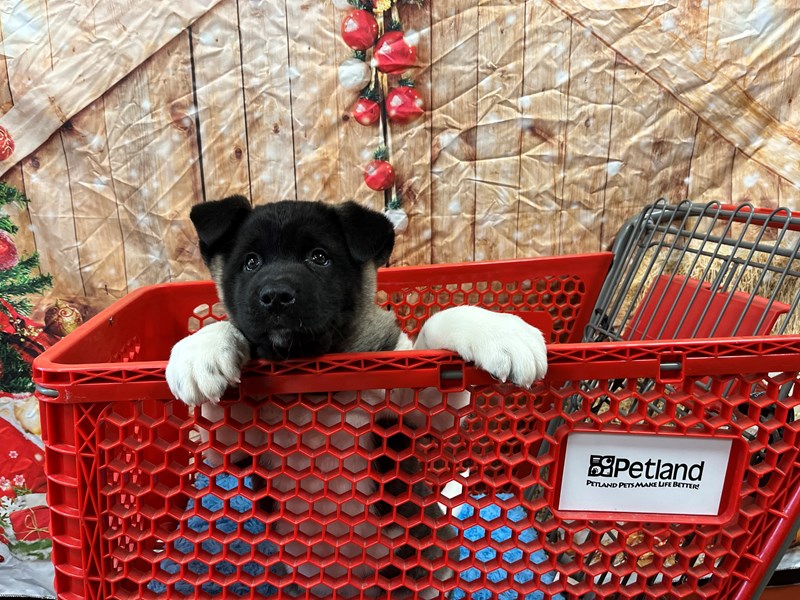 Puppy Photo Gallery - Petland Murfreesboro, Tennessee