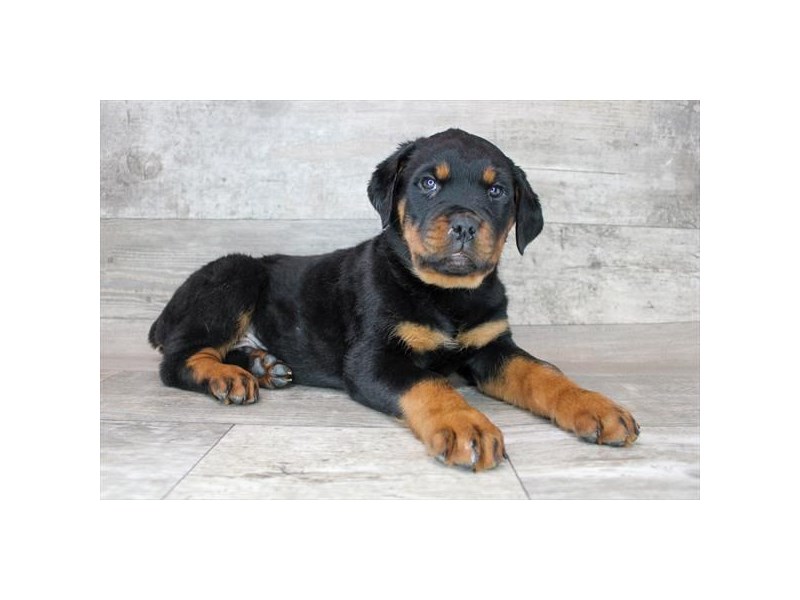 Rottweiler Small Animal Black / Rust ID:1704 Located at Petland ...