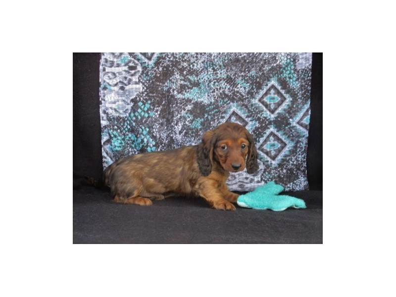 Dachshund Small Animal Red Sable ID:1769 Located at Petland ...