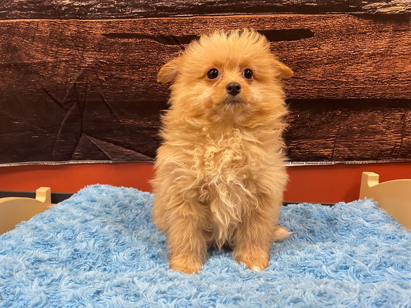 Pomapoo Small Animal Tan ID:1745 Located at Petland Murfreesboro, Tennessee