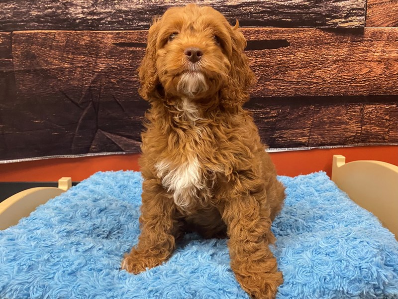 Cockapoo Small Animal red ID:1753 Located at Petland Murfreesboro ...