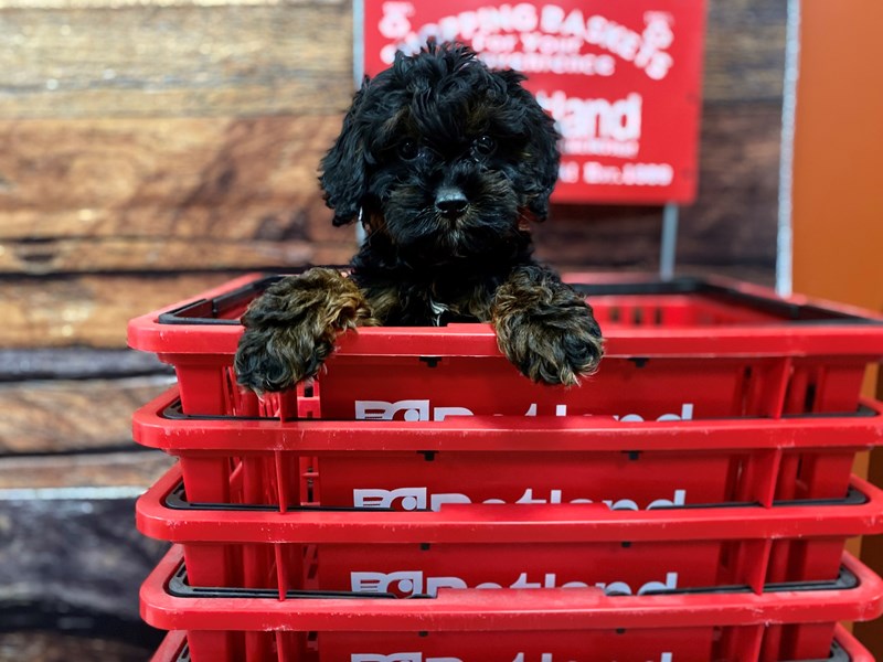 Cockapoo Small Animal blk ID:1797 Located at Petland Murfreesboro ...