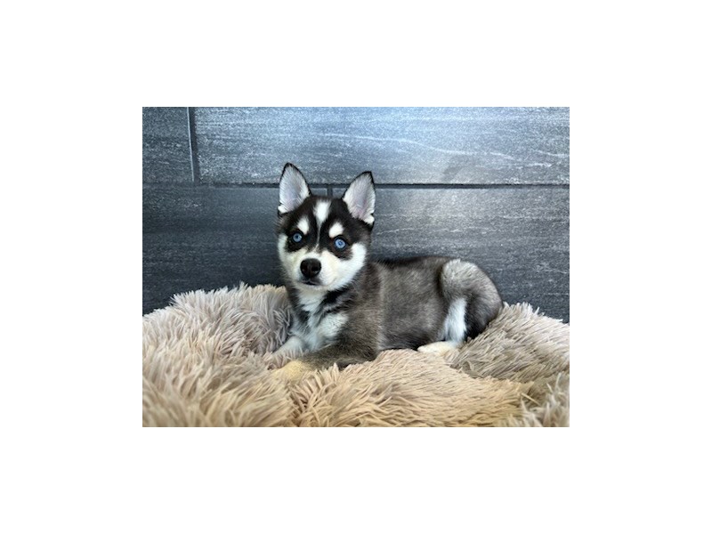 Puppy Photo Gallery - Petland Murfreesboro, Tennessee