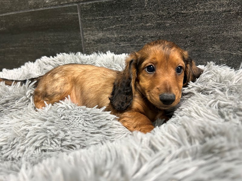 Dachshund Small Animal Red Sable ID:1918 Located at Petland ...