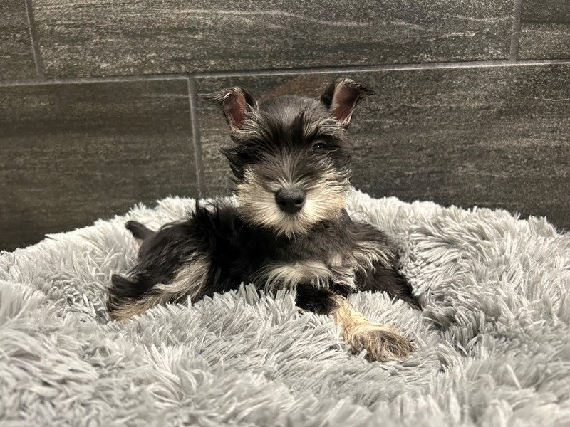 Miniature Schnauzer Small Animal Black / Silver ID:1921 Located at ...
