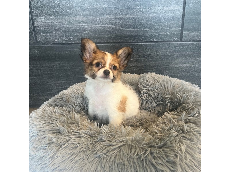 Available Pets - Page 3 of 4 - Petland Murfreesboro, Tennessee