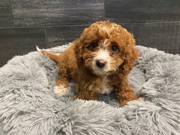 Cavapoo Puppies - Petland Murfreesboro, Tennessee