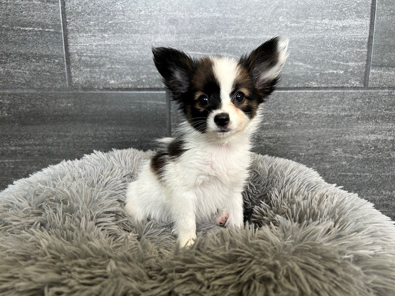 Papillon Puppies - Petland Murfreesboro, Tennessee