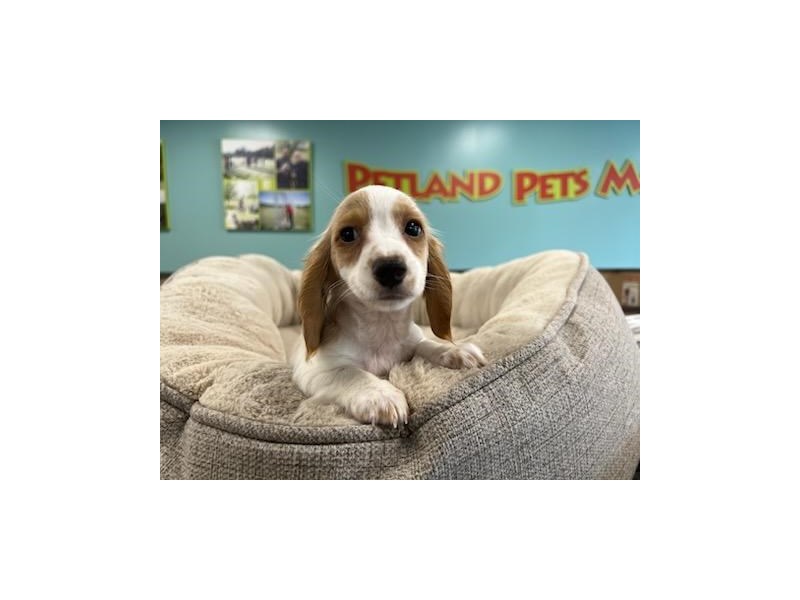 Dachshund Puppies in Murfreesboro, TN | Petland Murfreesboro