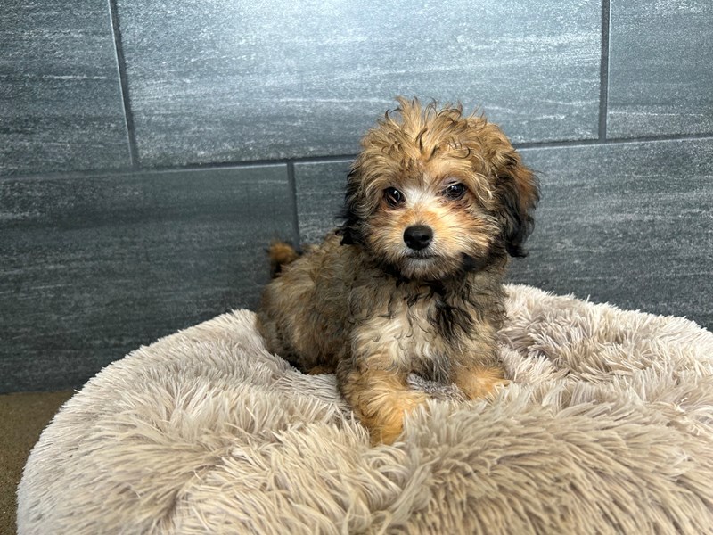 Pomapoo Small Animal Black / White ID:1844 Located at Petland ...