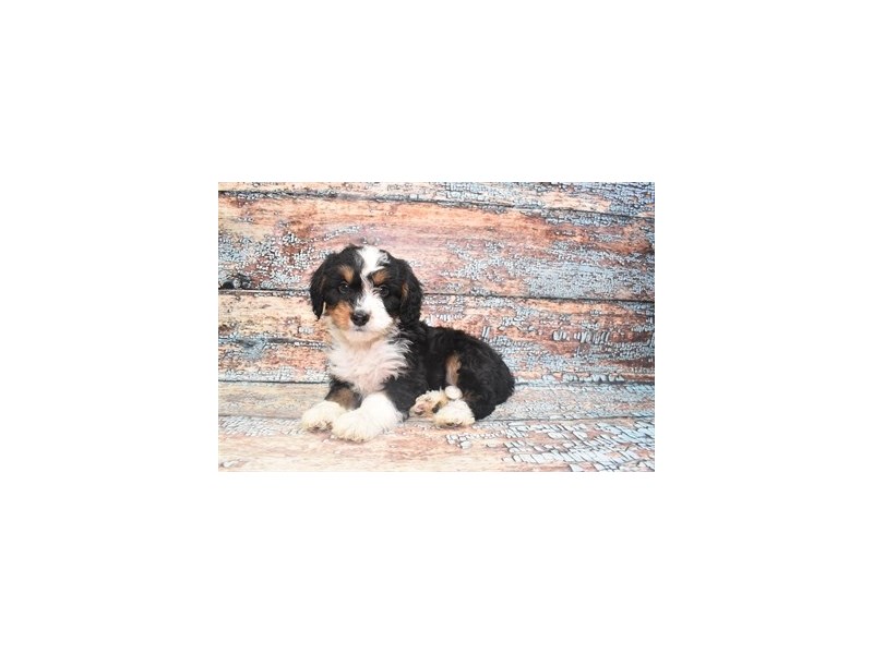 Miniature Bernedoodle Puppies - Petland Murfreesboro, Tennessee