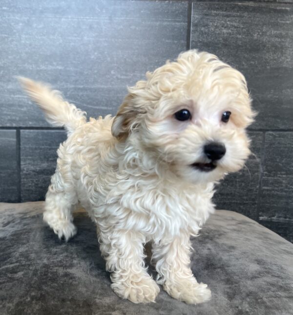 Available Pets - Petland Murfreesboro, Tennessee