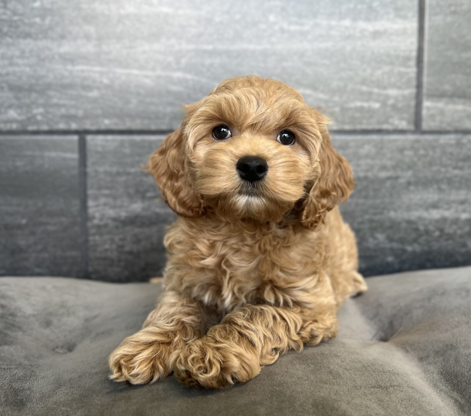 Puppies For Sale | Murfreesboro's Trusted Puppy Store